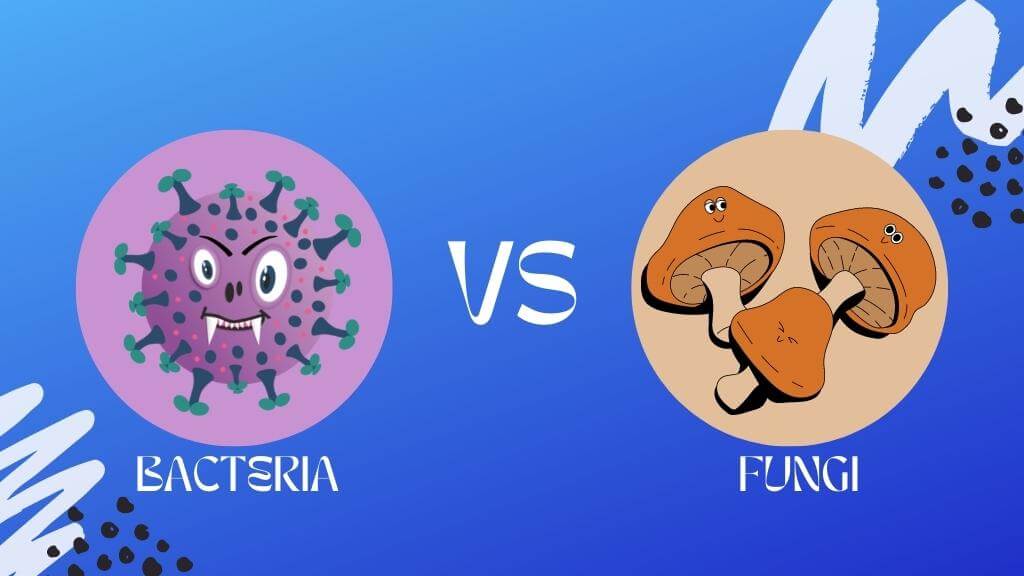 What Is The Difference Between Bacteria And Fungi? What Is The Difference Between Bacteria And Fungi?