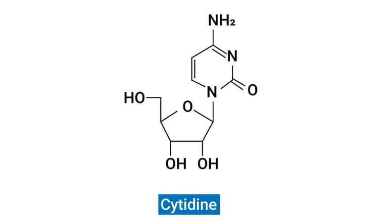 Difference Between A Nucleotide And A Nucleoside?