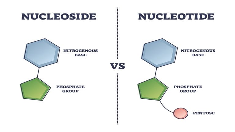 Difference Between A Nucleotide And A Nucleoside?